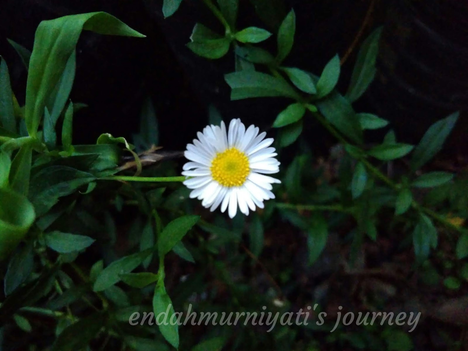 Endah Murniyati's Journey: MY OWN MEXICAN DAISY...