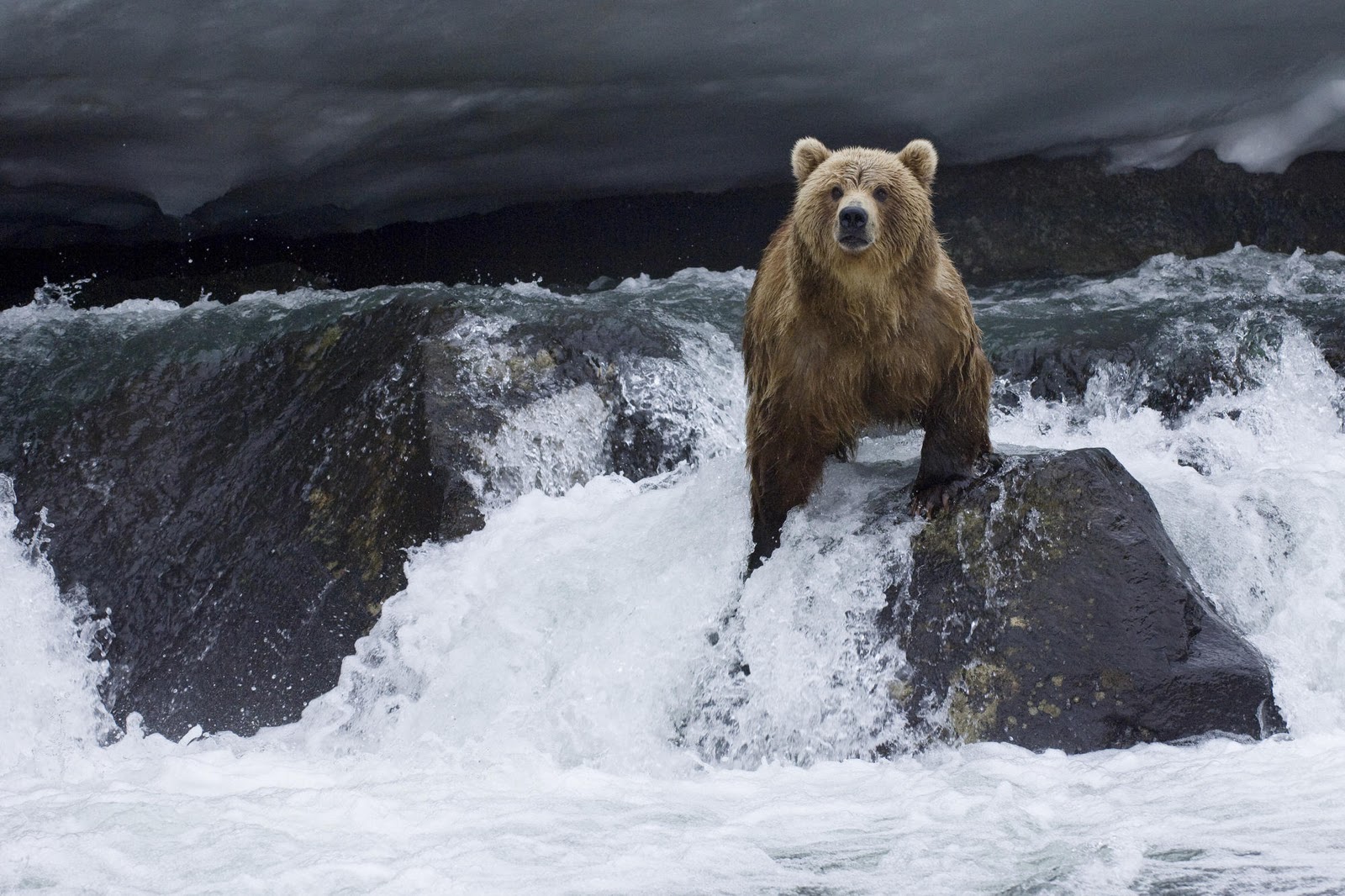 Photogallery of miracles of light: Russian animals