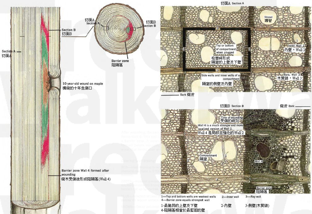 樹木的腐朽區隔化 Compartmentalization Of Decay In Trees | 樹沃客樹藝