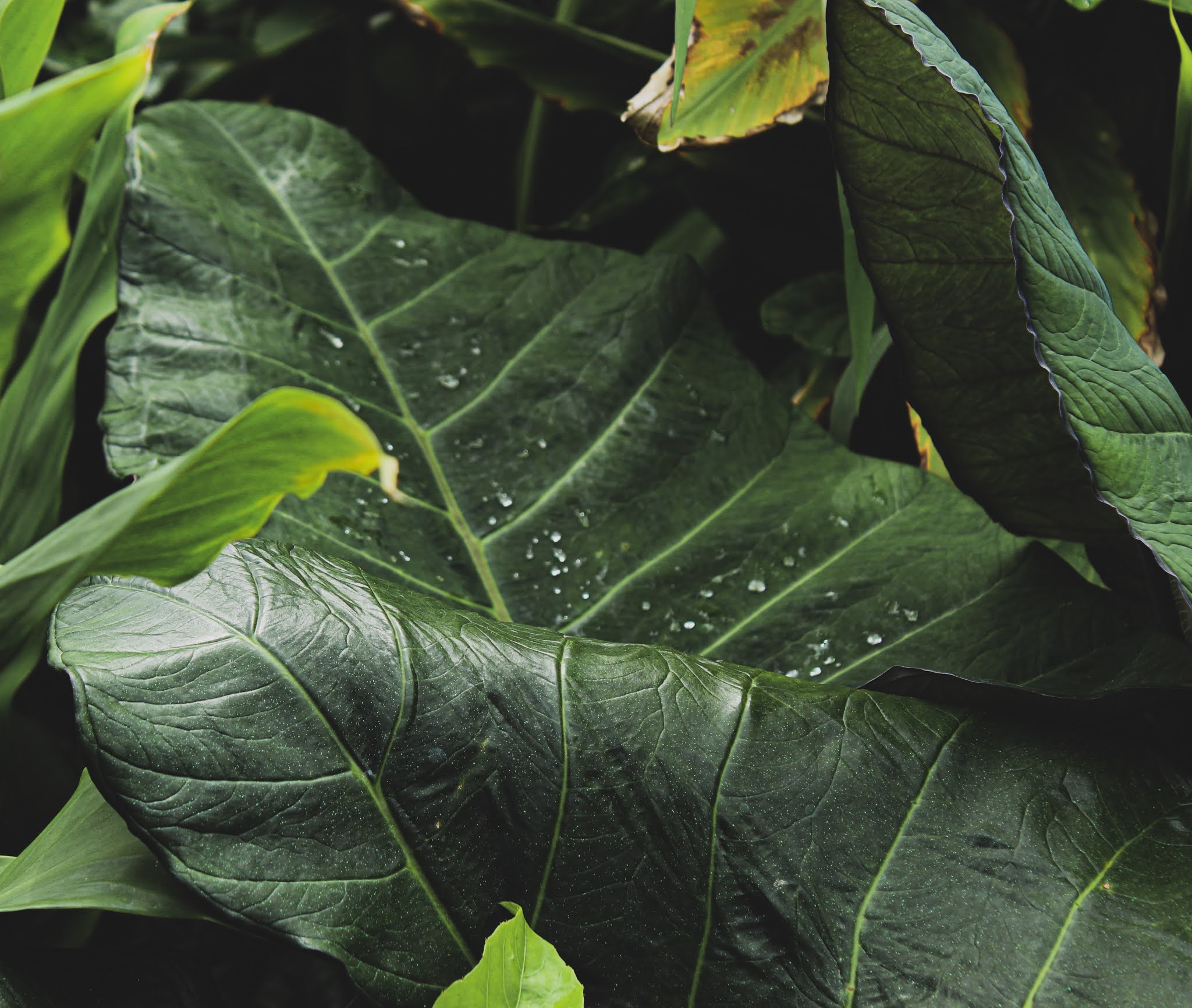 Home Cooking with Nona Lema: SUMANG GABI