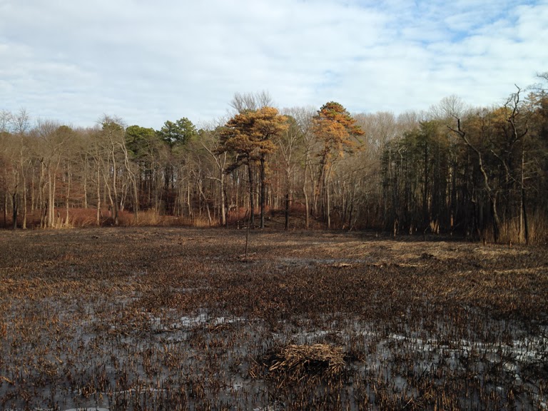 Photographic Field Notes