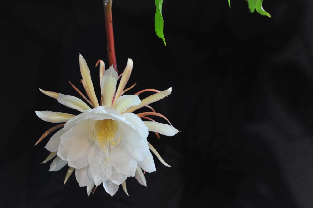 My little vegetable garden: Bunga Bakawali Epiphyllum oxypetalum