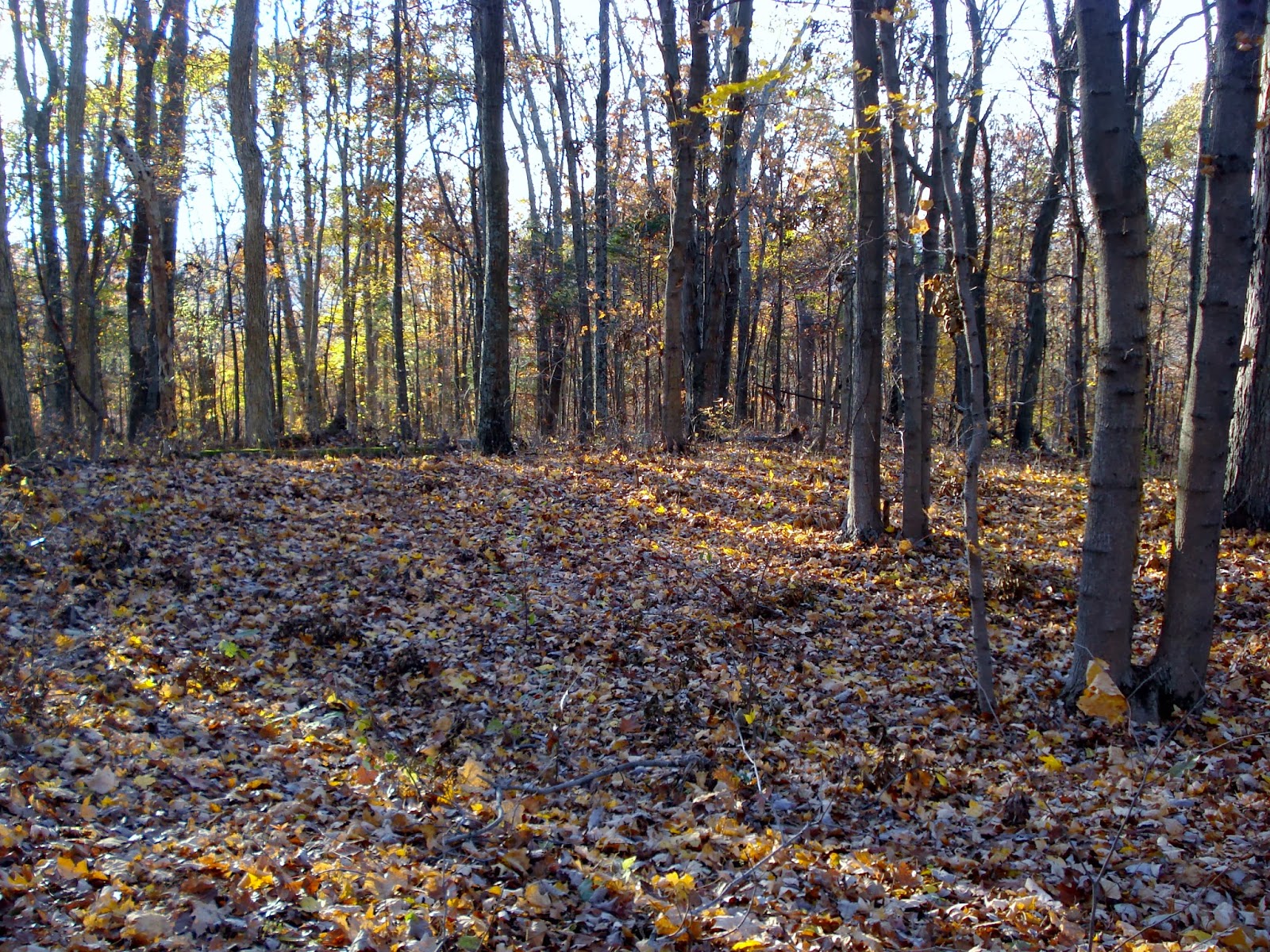 Experiencing Illinois: Millstone Bluff