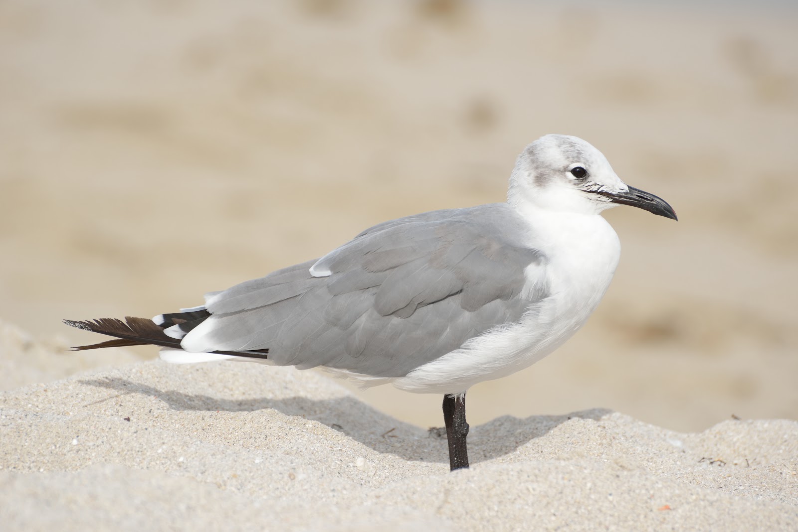 Bank of PhotoGraphics: Miami Beach: Seagulls