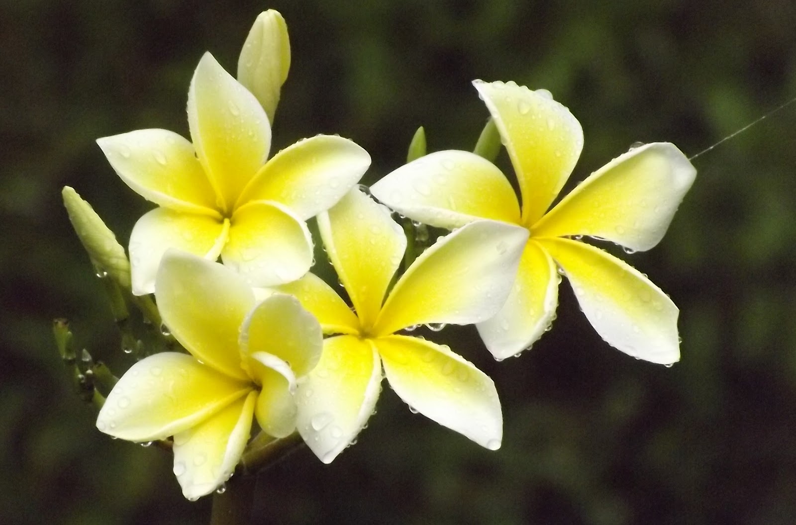 Fragrant Fridays - Blooms in Anya's Garden of Perfume, Miami