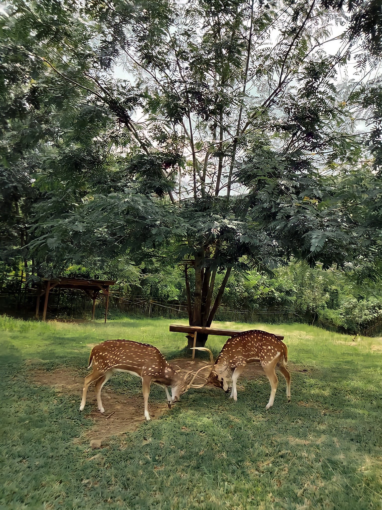 Wisata Seru dan Murah di Penangkaran Rusa Cariu