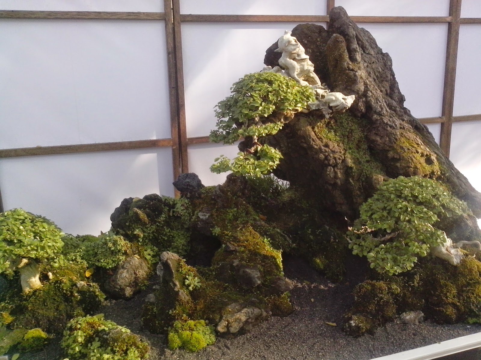 Random Thoughts: Bonsai, Penjing and Suiseki - What's that?