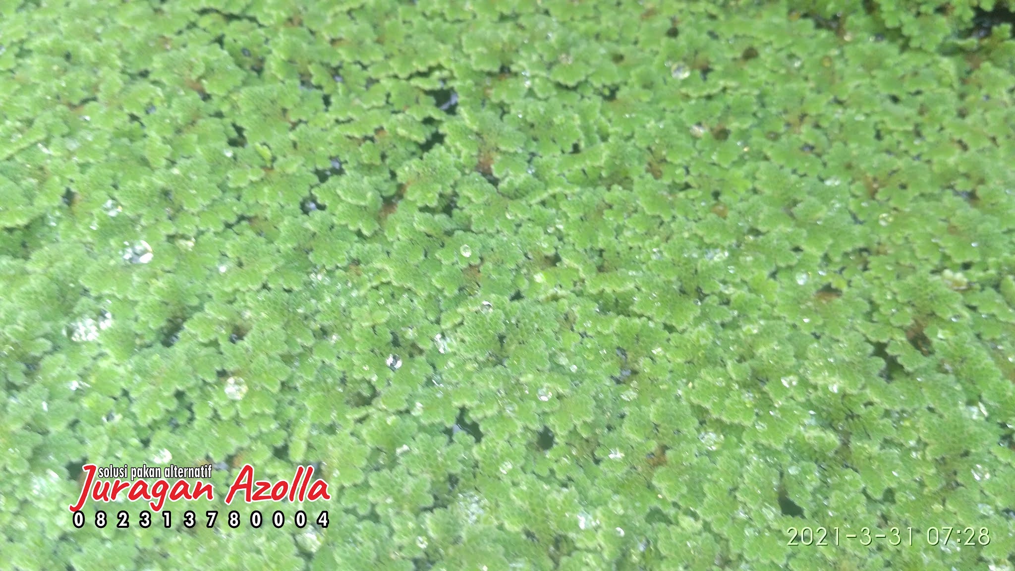 jual azolla microphylla: azolla microphylla murah