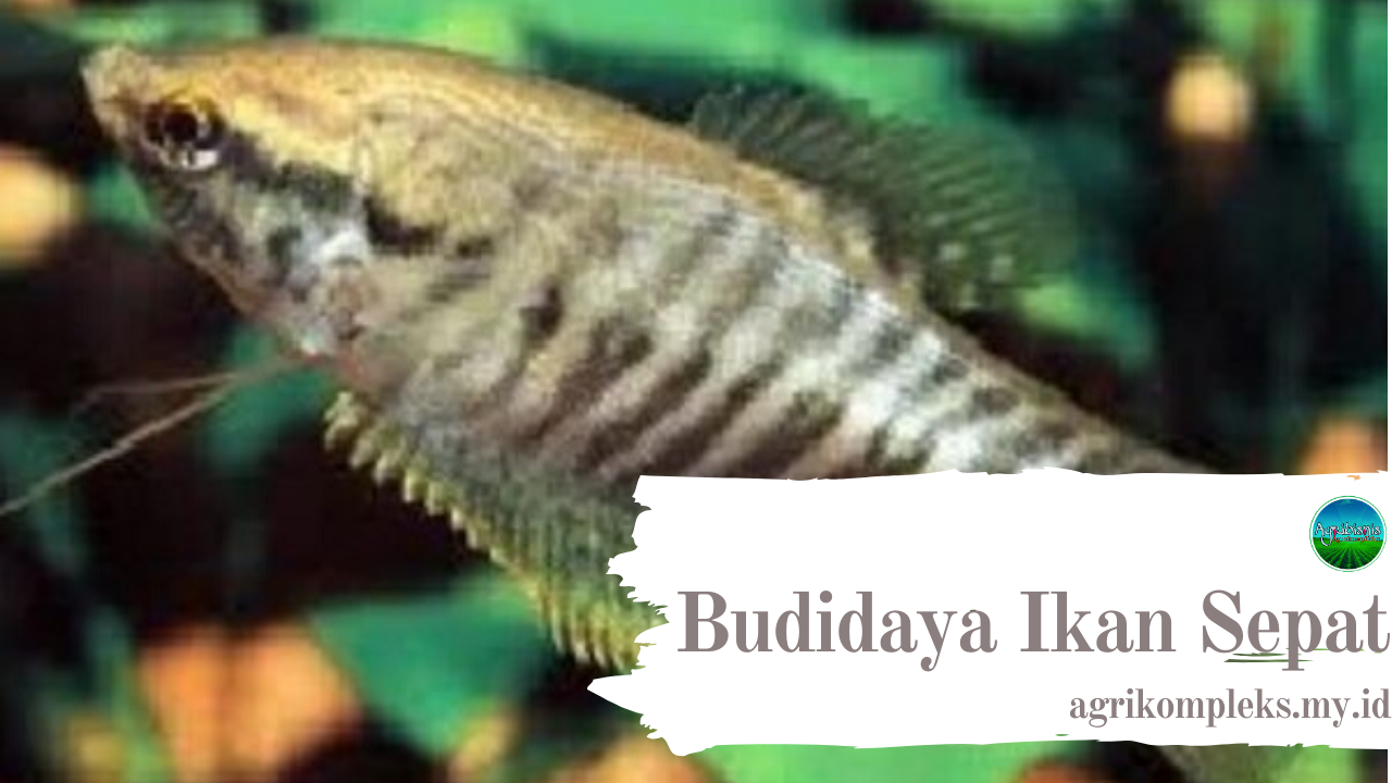 Cara Budidaya Ikan Sepat yang Lengkap Dan Mudah Untuk Diterapkan ...