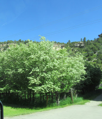 Mother Nature's Montrose Garden: Plant of the Month (June) : Western ...