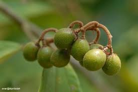 Pistol Buluh atau Capelom Aplikasi Pascal Law Budak Kampung Berperang