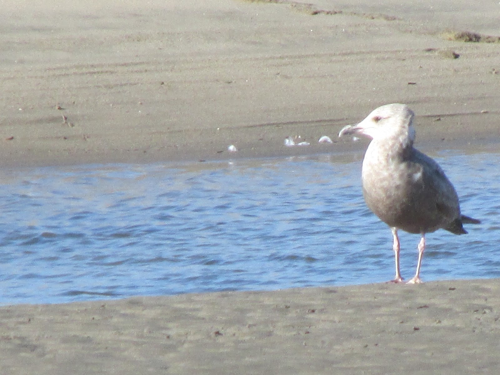 Birding : Spotted 130 birds so far in LA county; Big Gull pics