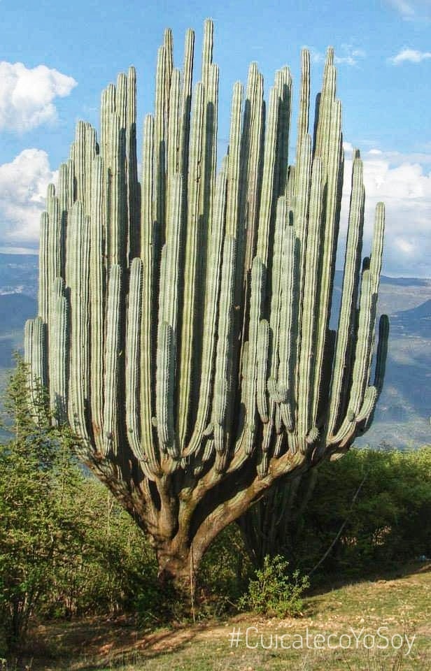 VENERABLES ÁRBOLES : El cardón cuicateco