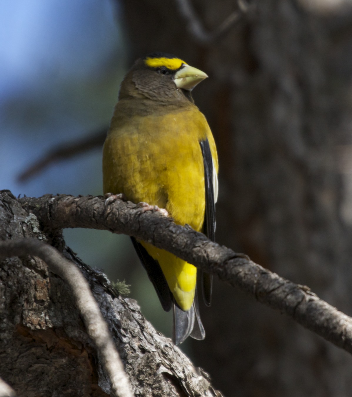 Birding Is Fun!: Saluting the Flag!