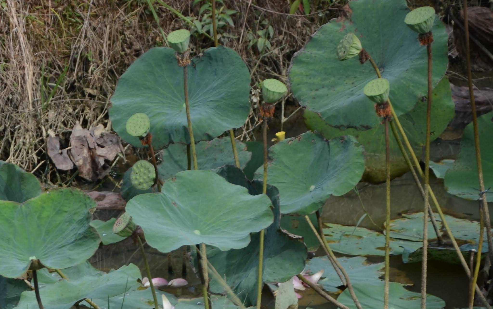 Ekor: BUNGA SEROJA CANTIK MENAWAN