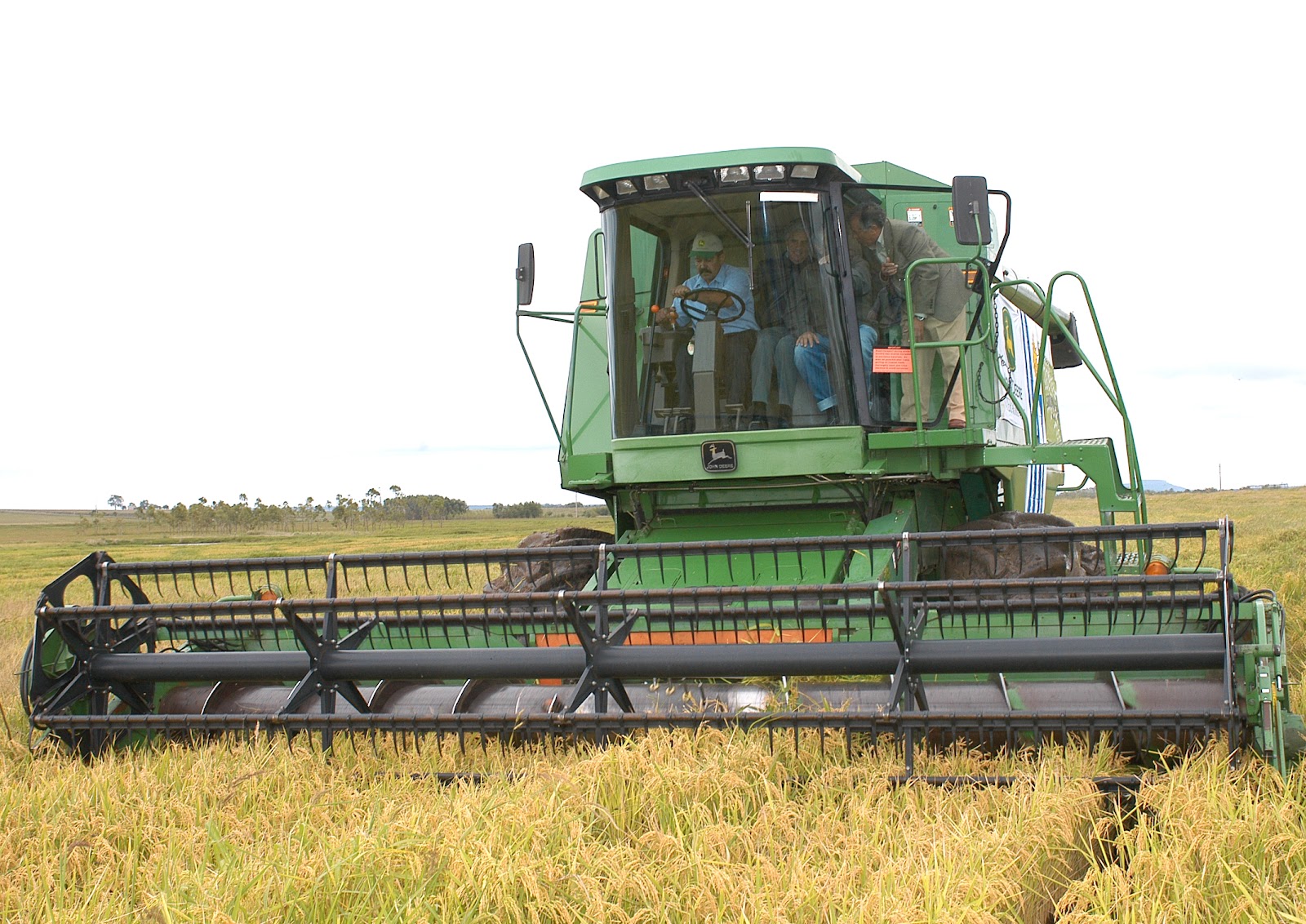 CULTIVO DE ARROZ: COSECHA