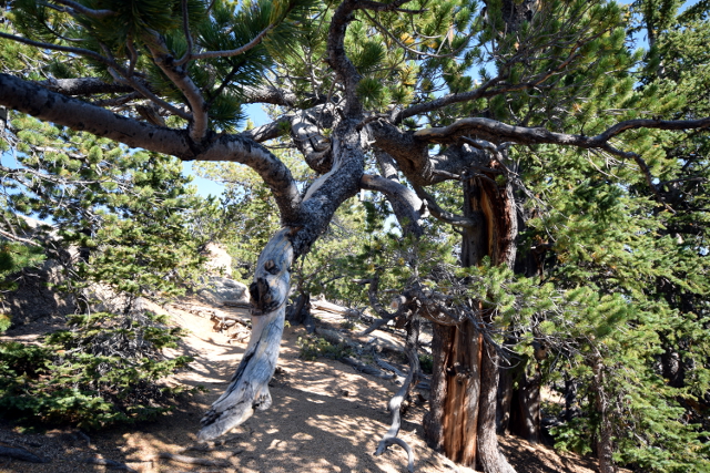 Al's Photography Blog: High Elevation Trees