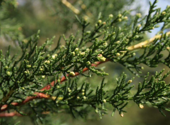 USC Cypress Trees Club: The Oldest Living Iranian: A tree????