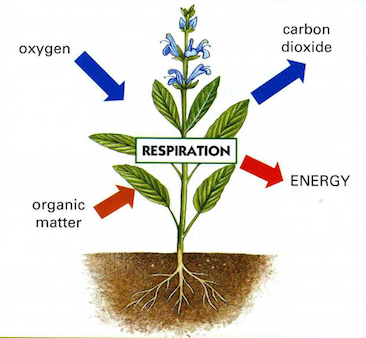Botany - Respiration in Plants - Magme Guru