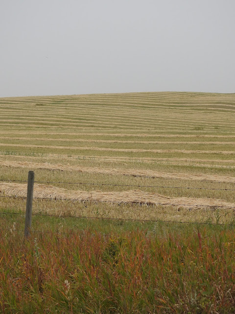 The view from here: Prairie lines