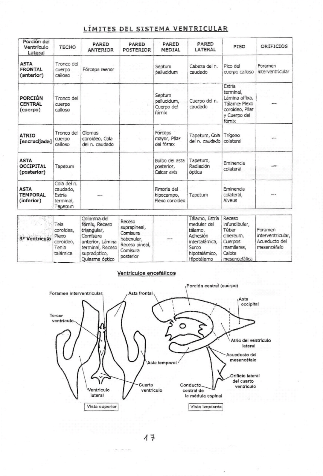 Estudiante de medicina : Apunte de neuroanatomia de Forlizzi Pro