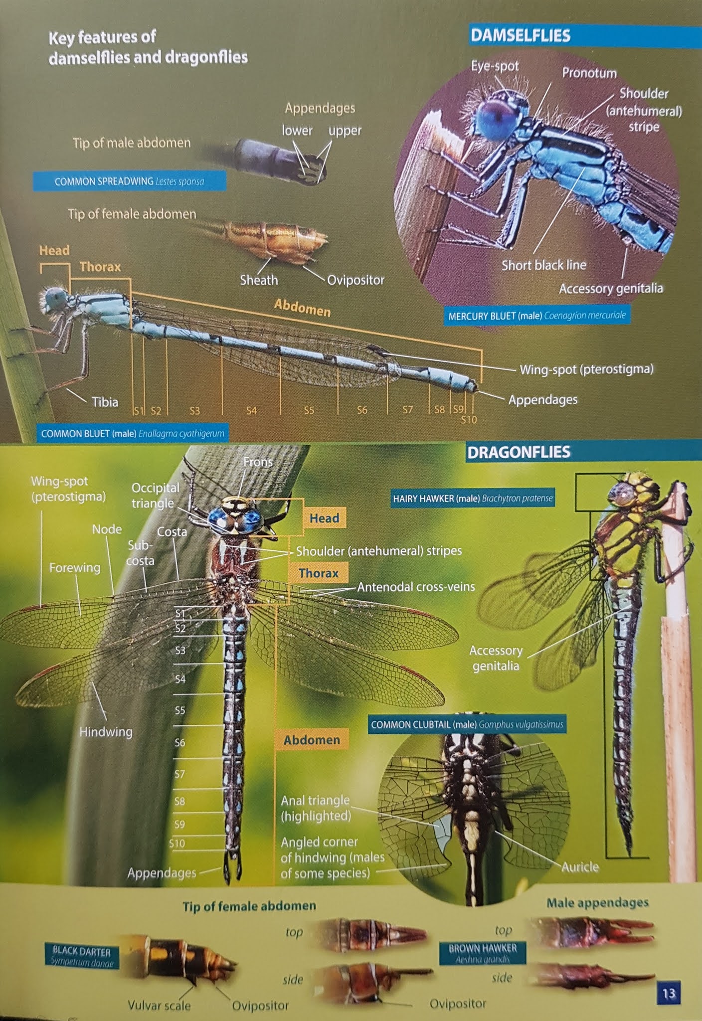 The Curious Naturalist: Europe's Dragonflies: A field guide to the ...
