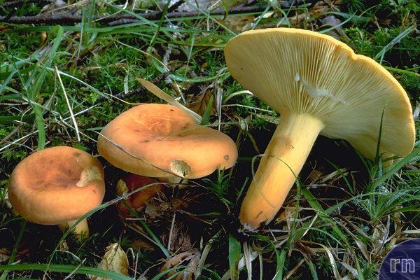 Pravilnik o kvalitetu i drugim zahtevima za jestive pecurke i proizvode ...