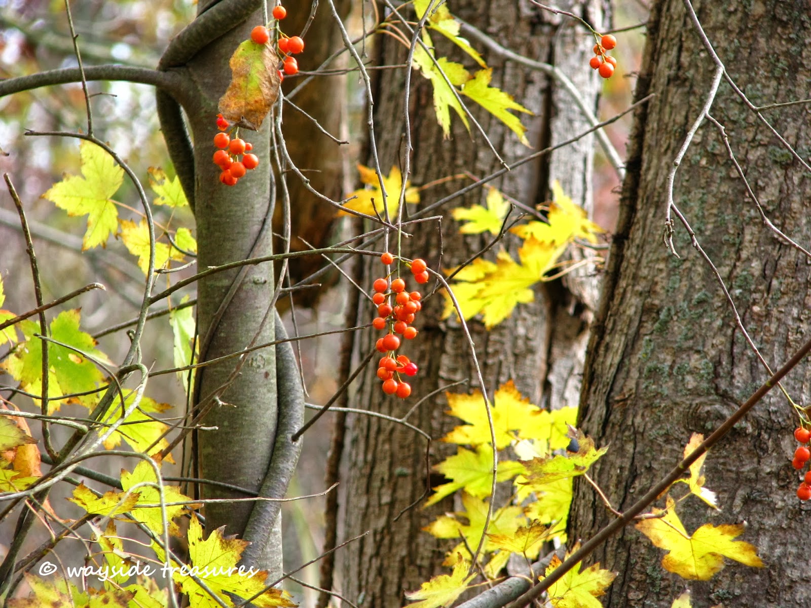 Wayside Treasures: A walk to remember...and Etsy sale