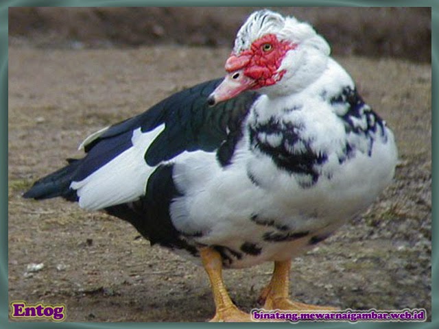 Nama Binatang Dari Huruf E | Nama, Gambar Binatang A-Z