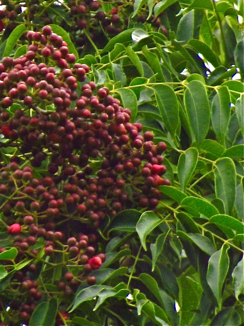 1784: Philippine Tree of the Month: Piris