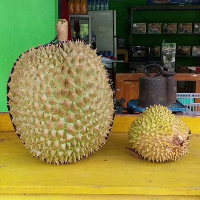Durian Bawor Super | Budi Utomo Peternak Jangkrik Tulungagung Jawa Timur