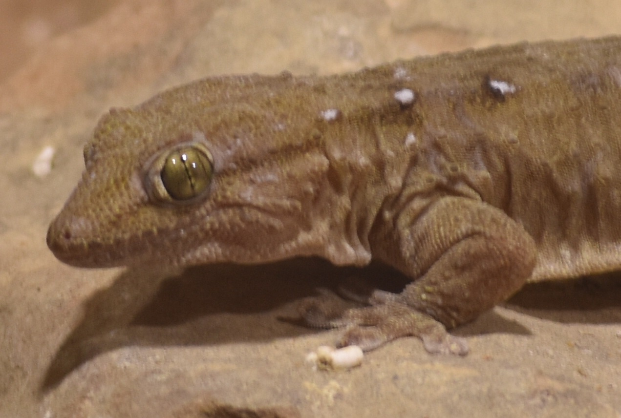 ZOOTOGRAFIANDO (6.100 ANIMALS): SALAMANQUESA DE PUNTOS BLANCOS / RINGED ...