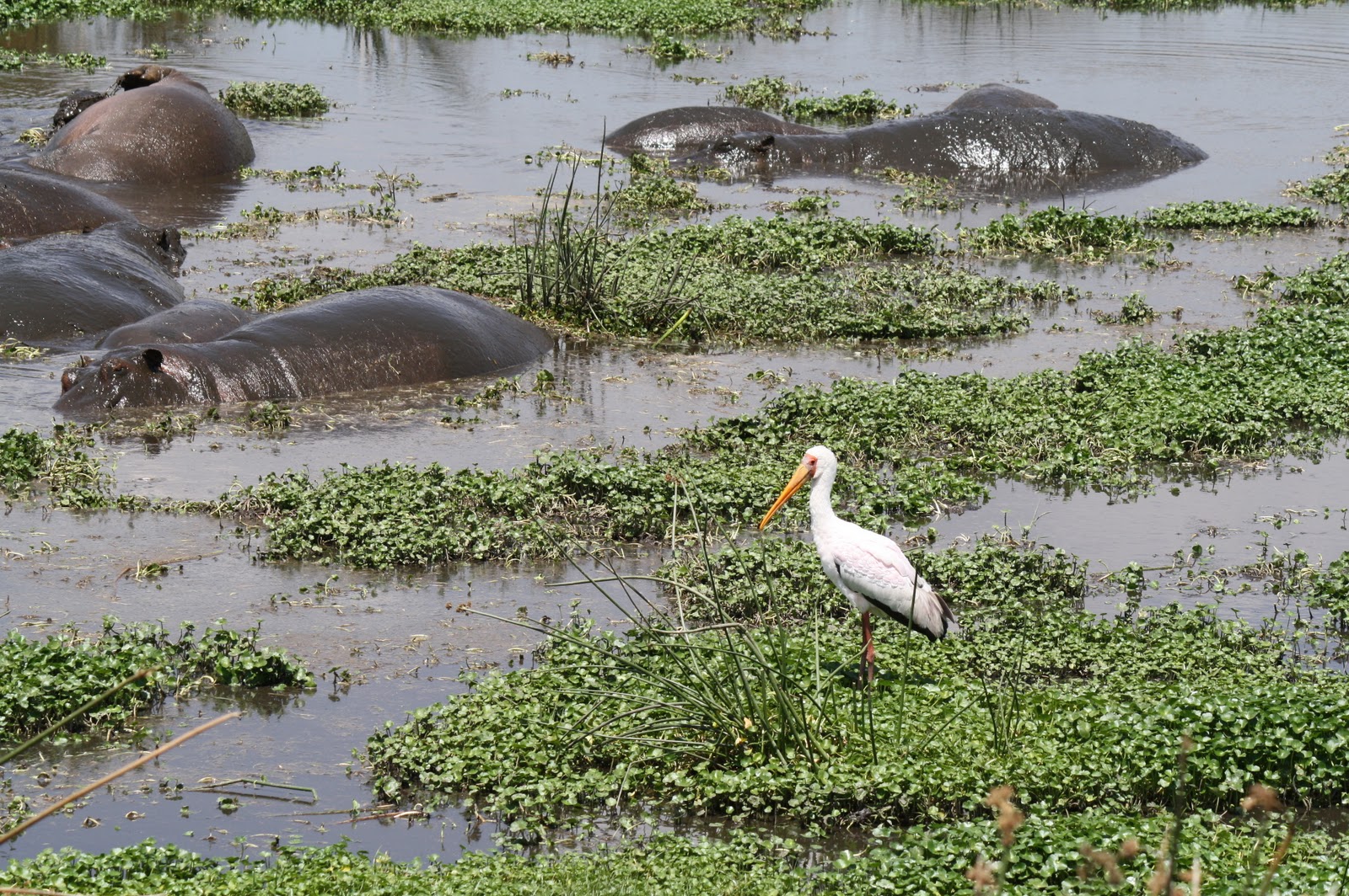 THINKINGMAR: Har flodhästar det skönt när de badar?