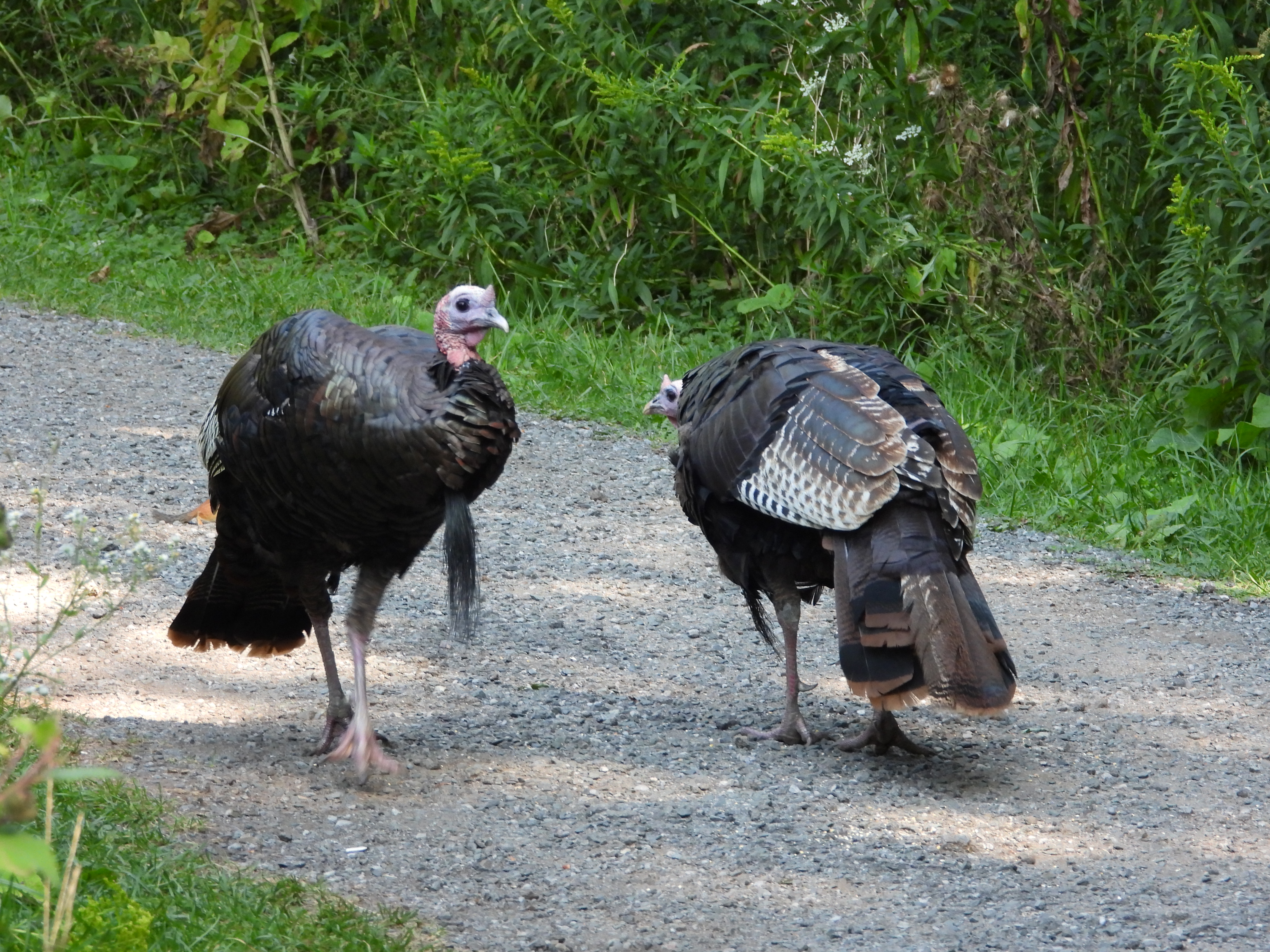 Bird & Travel Photos, Birding Sites, Bird Information: WILD TURKEYS ...
