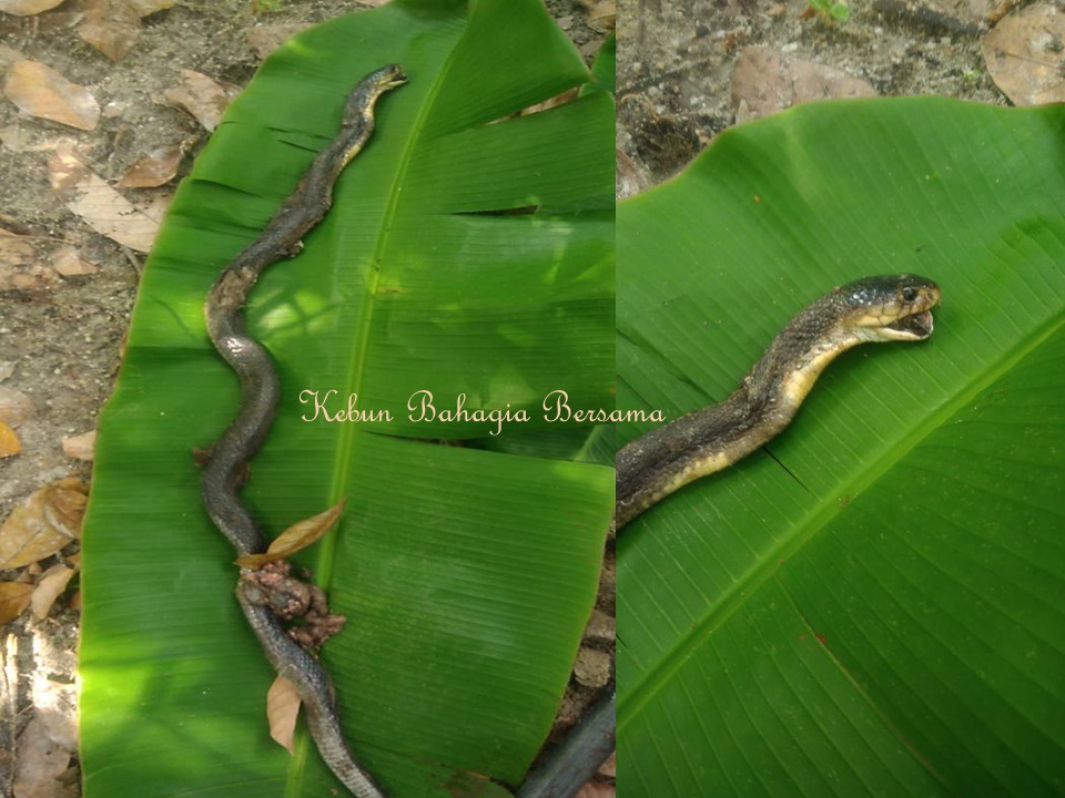 Kebun Bahagia Bersama: Snake Biodiversity Kebun Bahagia Bersama