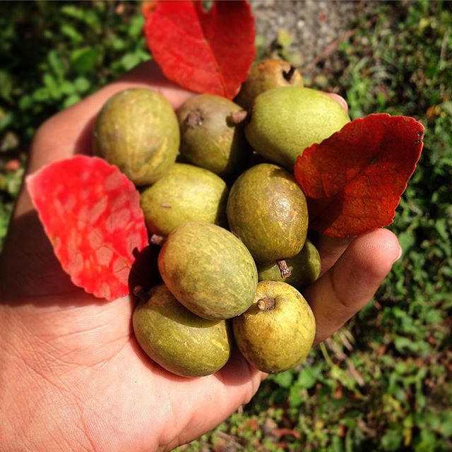 අත්තම්මාගේ අත්බෙහෙත්: වෙරළු (Ceylon Olives / Elaeocarpus serratus)