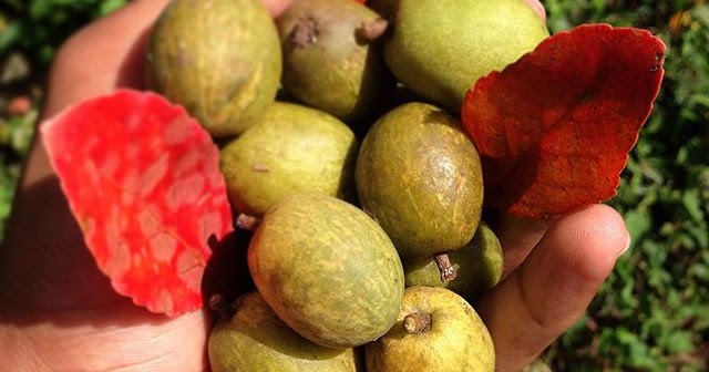 අත්තම්මාගේ අත්බෙහෙත්: වෙරළු (Ceylon Olives / Elaeocarpus serratus)