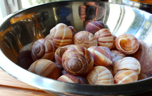 Next Up: Moon Snails - CNN Times IDN