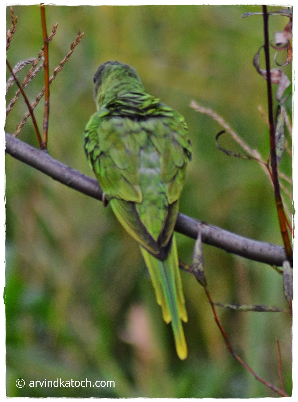 Beautiful Parrots HD Pictures (Himalayan Multicolored Parrots)