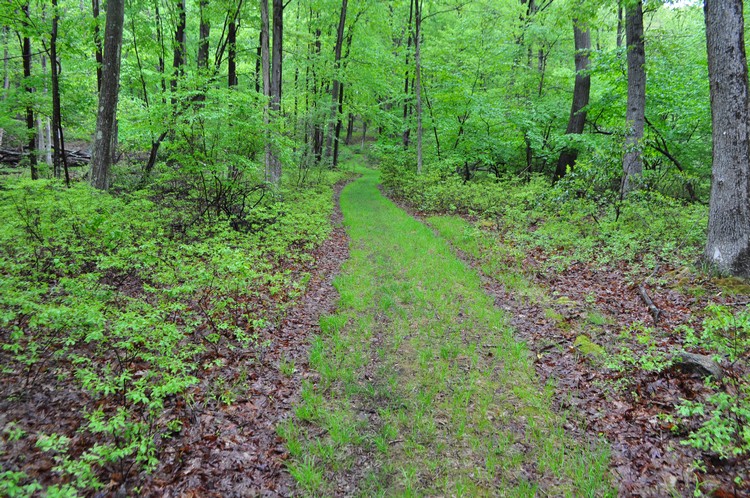 Harriman Hiker: Harriman State Park and Beyond: Beech Trail Hasenclever ...