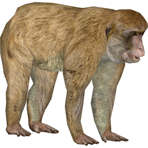 GEOGRAFI LINGKUNGAN: MAKAKA RHESUS : MONYET EKOR PANJANG DENGAN ...