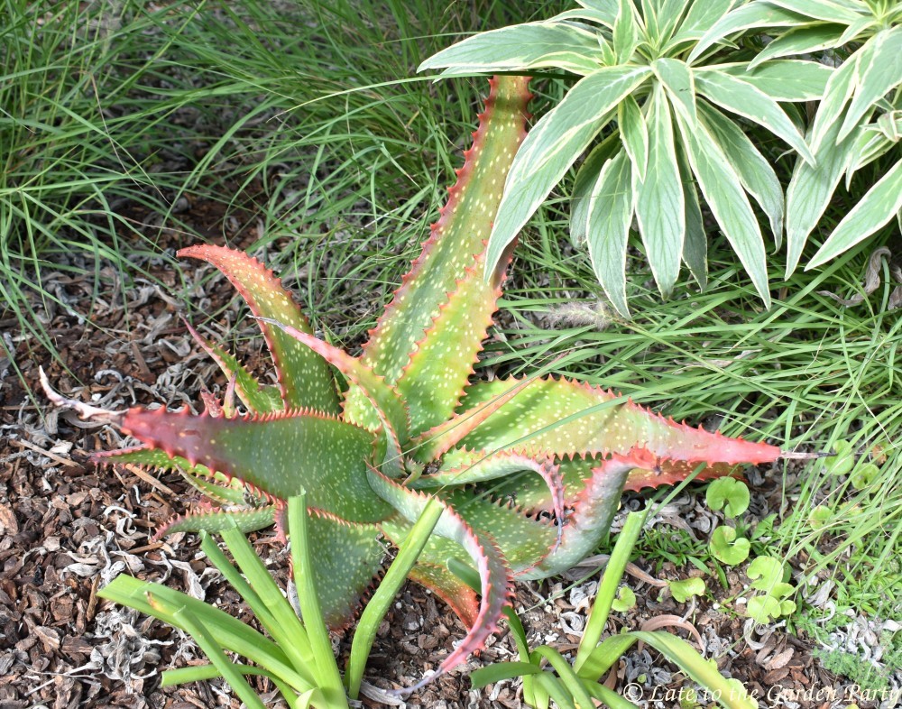 Late to the Garden Party: Succulent Stars