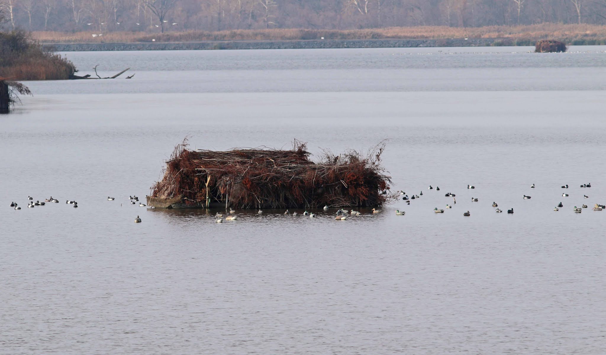 Out and About the Midwest: Horseshoe Lake, Pontoon Beach, IL