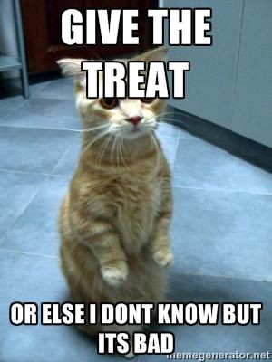 Cheer 24 Cat Memes I Honestly Can't Stop Laughing At