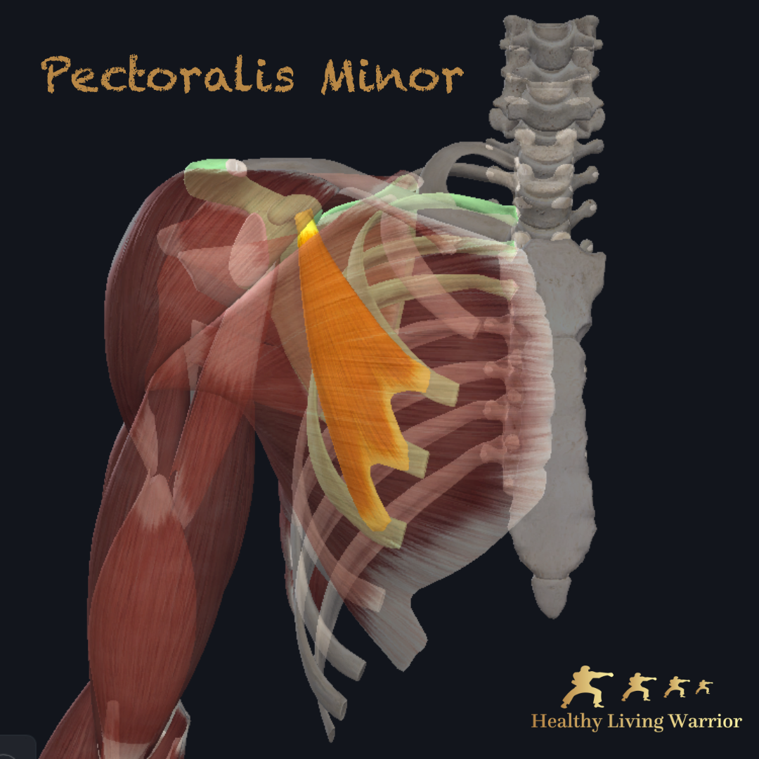 Muscle Monday - Pectoralis Minor