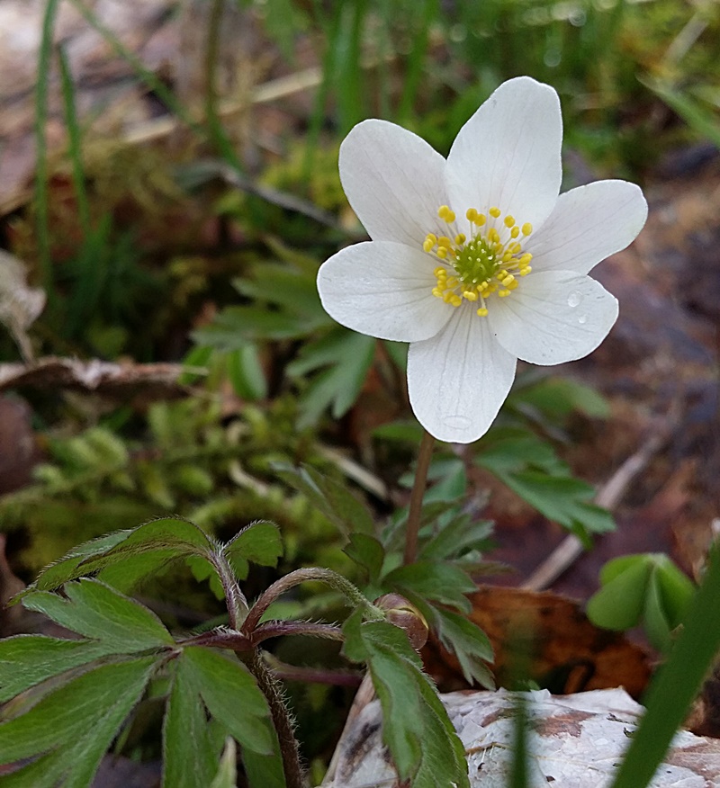 amo sin blogg: Symra