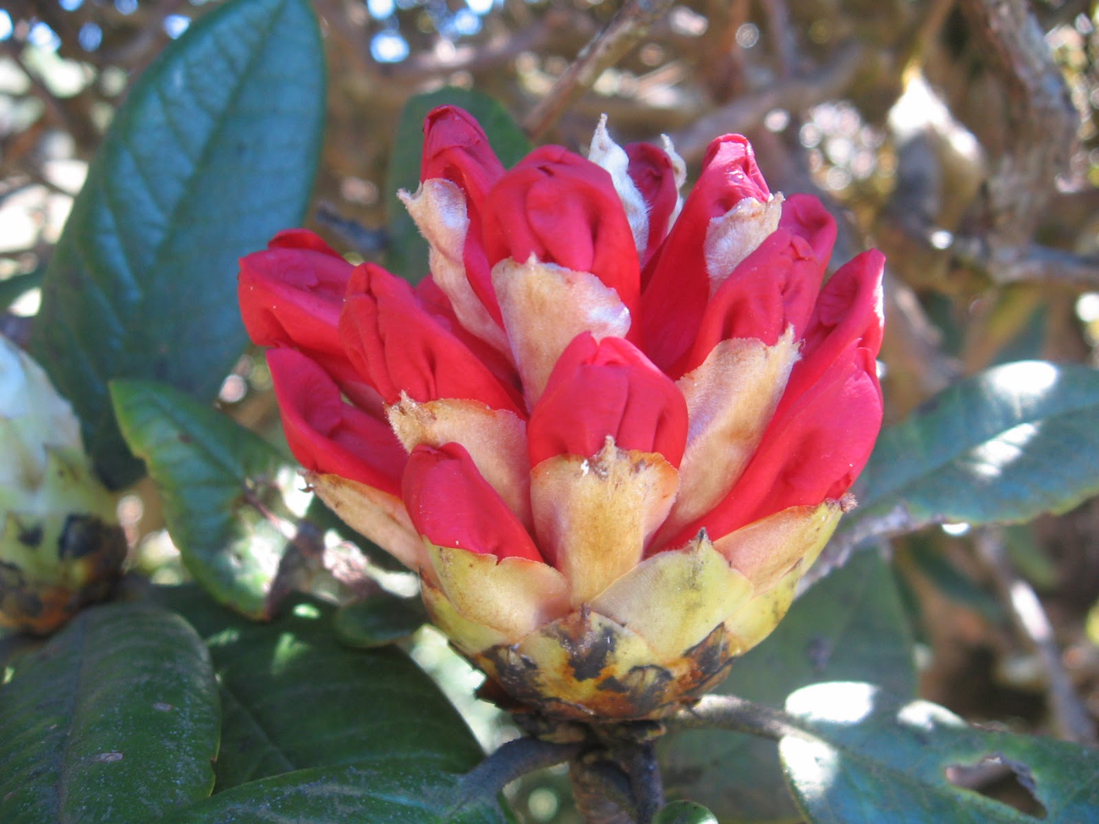 flowers and flowers: FLOWER IN TREES