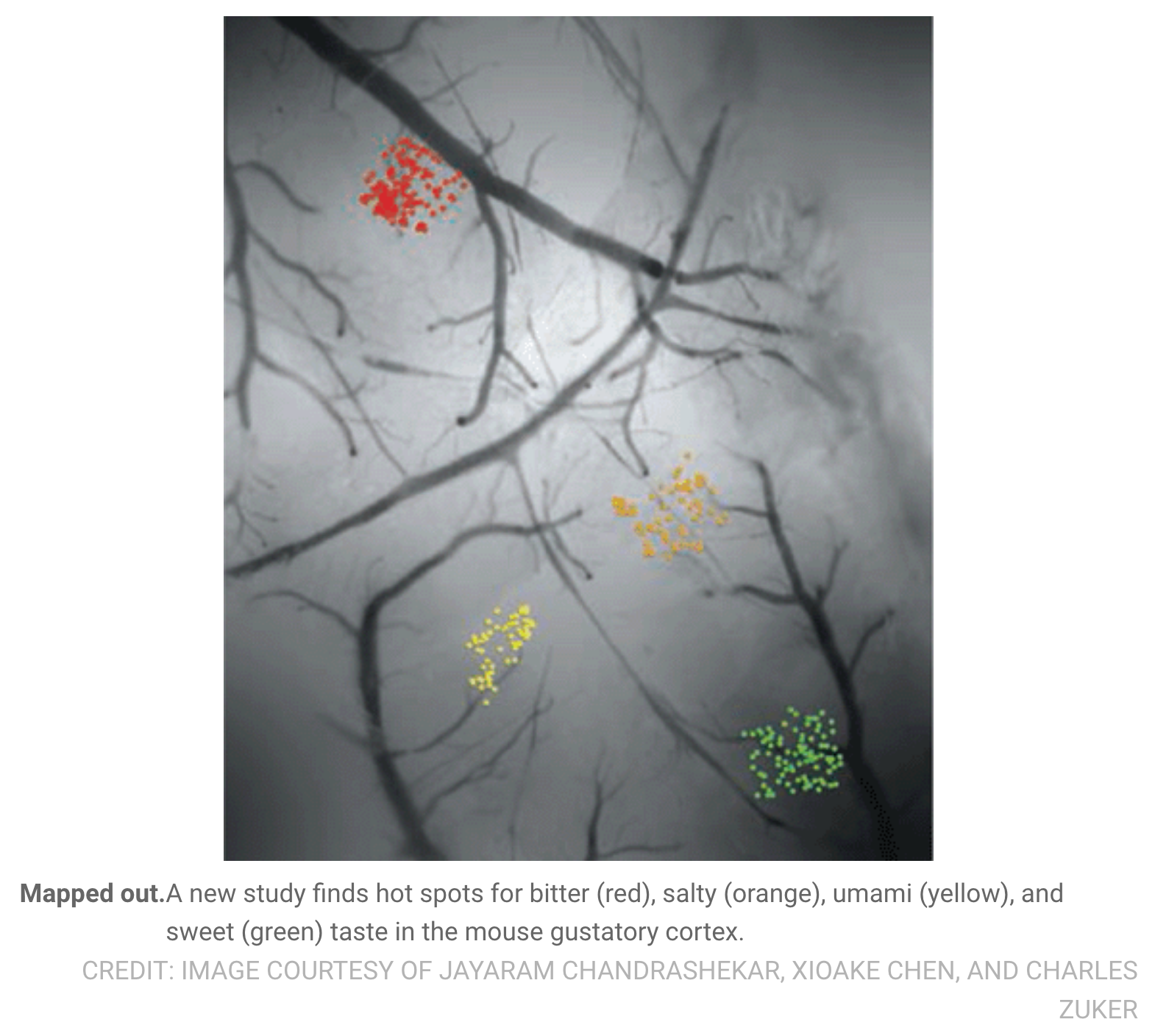 Why Do Lemons Taste Sour The Puzzle Of Innate Qualia