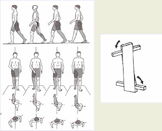 ANALISIS DE LA MARCHA: MARCHA NORMAL