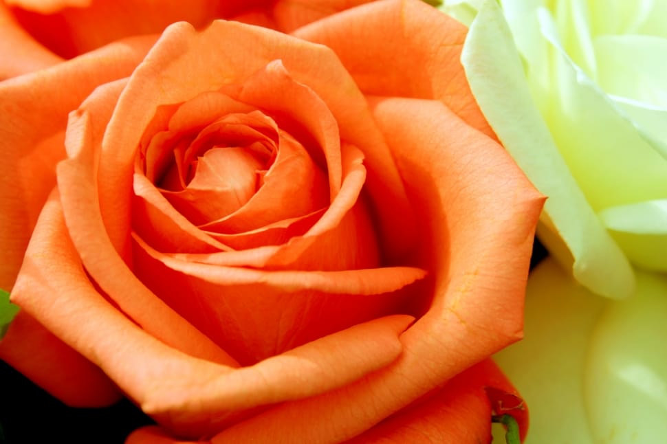 Rose color meanings for each rose color - Tree homes